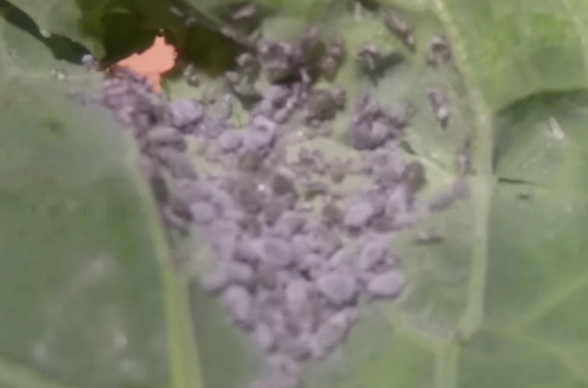 El Huerto de Jose Antonio: Plaga de Pulgones.