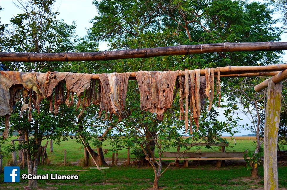 Canal Llanero : EL PISILLO DE CARNE SECA - Gastronomía Criolla