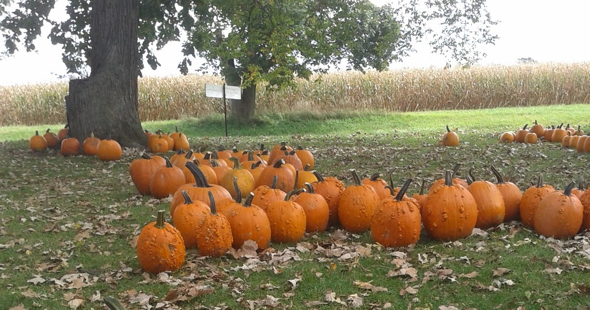Nie tylko góry - zapiski z podróży dalekich i bliskich: Pumpkin Patch ...