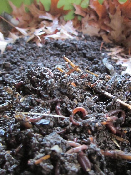 Amend Organically for Perfect Soil