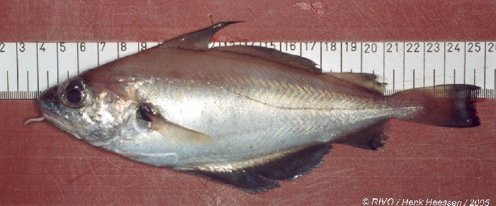 ANIMAIS DA RIA FORMOSA: Peixes 1