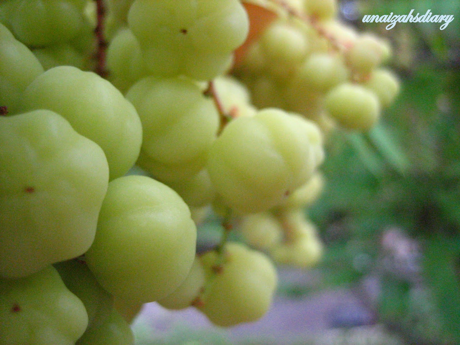 Memories Experiences Thoughts Hopes Dreams: Buah Cermai