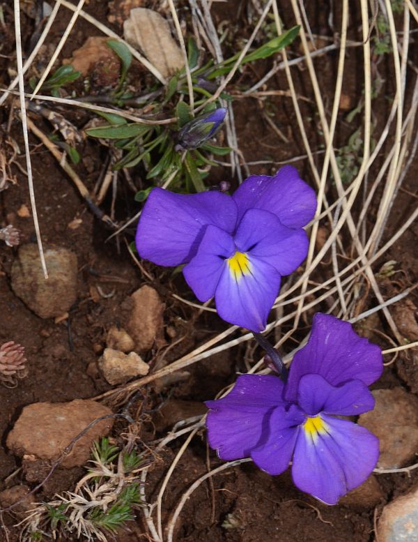 Hellenic Nature: Viola sp VI