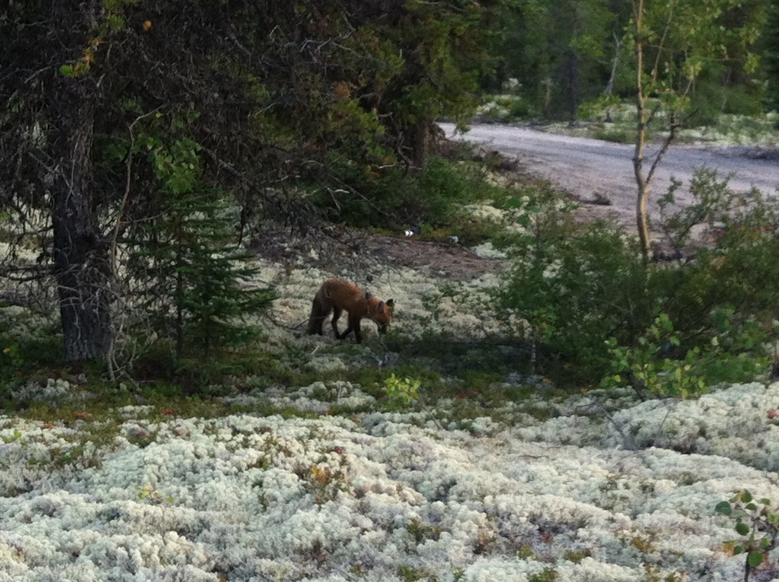 When in Wemindji...: TRIBES and Adventure