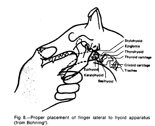 Teknik Operasi Pharyngotomy pada Hewan (Bedah Sistem Digesti ...