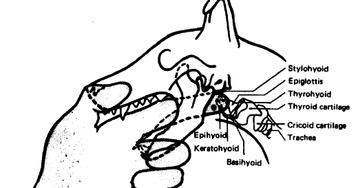 Teknik Operasi Pharyngotomy pada Hewan (Bedah Sistem Digesti ...
