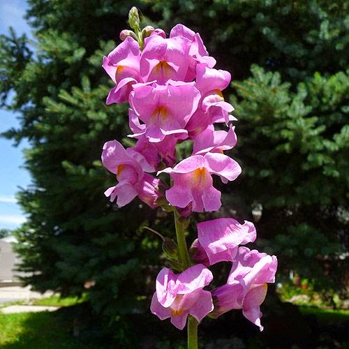 SNAPDRAGON FLOWER photos - wallpapers | the fun bank
