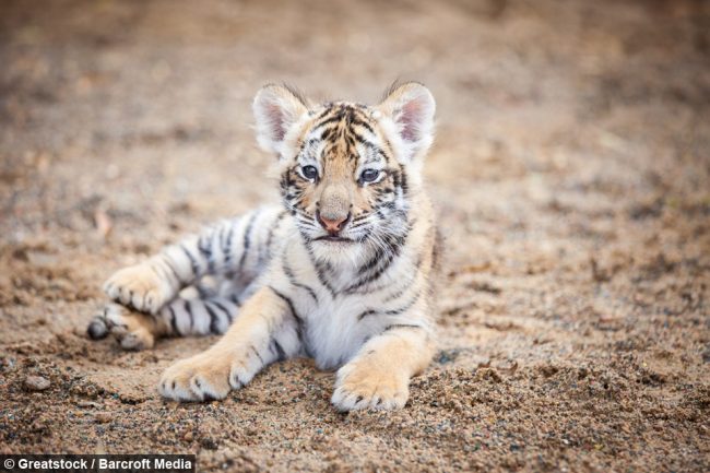 Rejected By His Mother Tiger Cub Becomes Best Friends With A Puppy