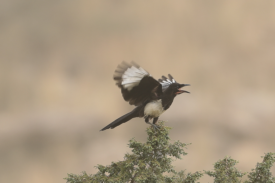 Birds of Saudi Arabia: Arabian Magpie family – Tanoumah