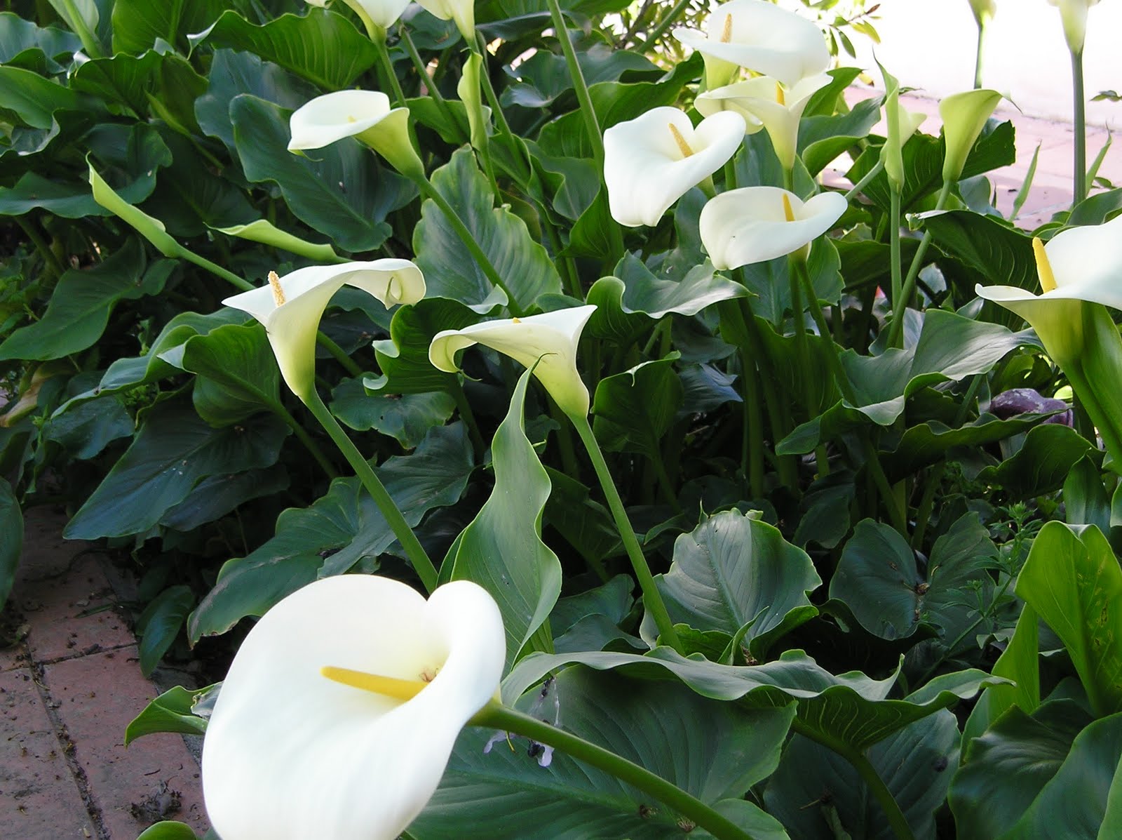 FLORES Y PLANTAS: CALA BLANCA