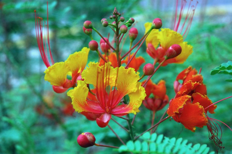 Future Plants by Randy Stewart: Caesalpinia