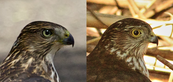 Wing Tips: Sharp-shinned and Cooper's Hawks