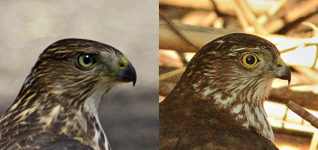 Wing Tips: Sharp-shinned and Cooper's Hawks