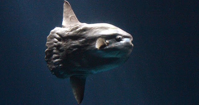 Depth and Taxa: Over the Moon...fish