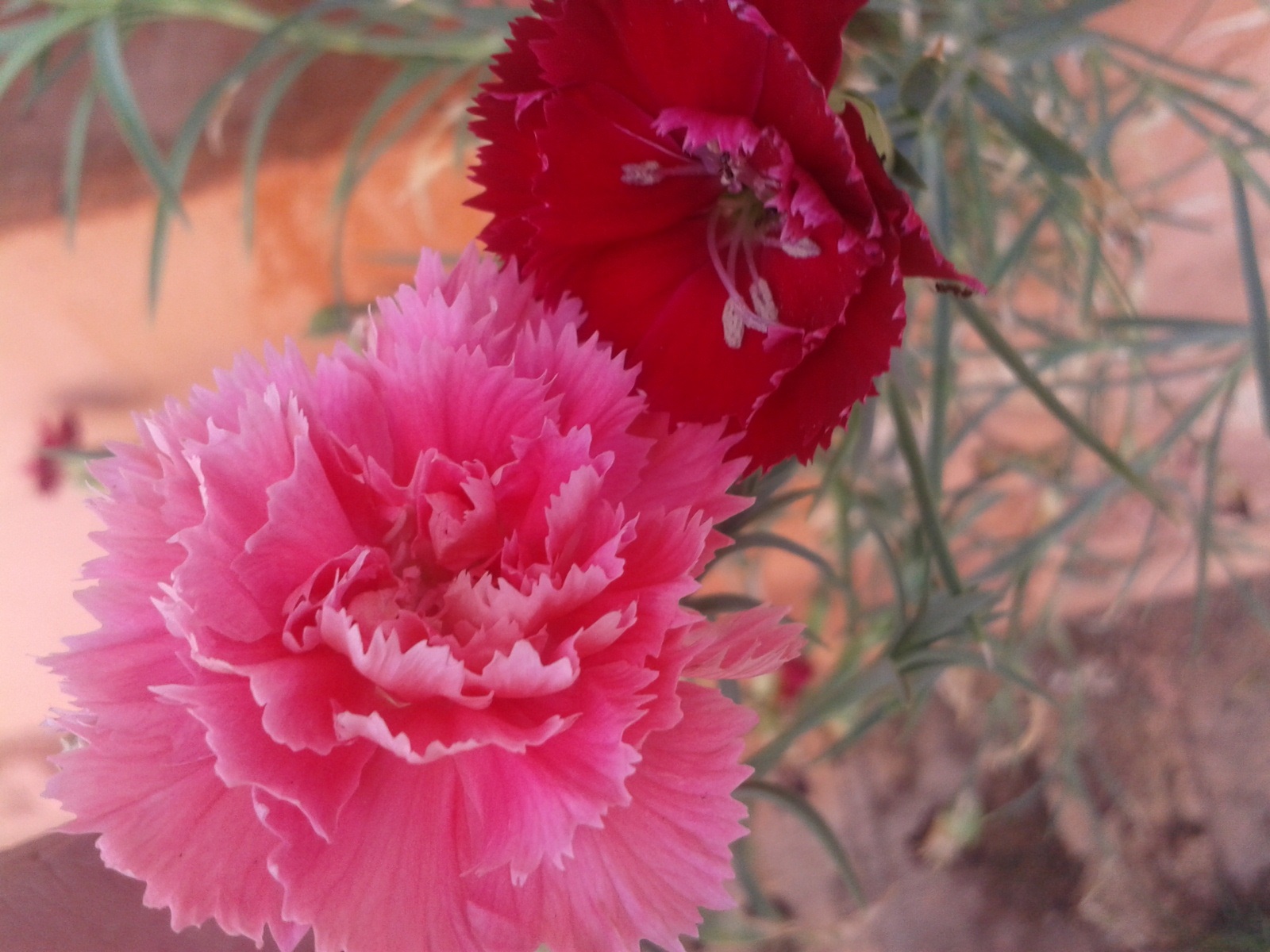 O Cravo e a Rosa - O Blog do Mestre