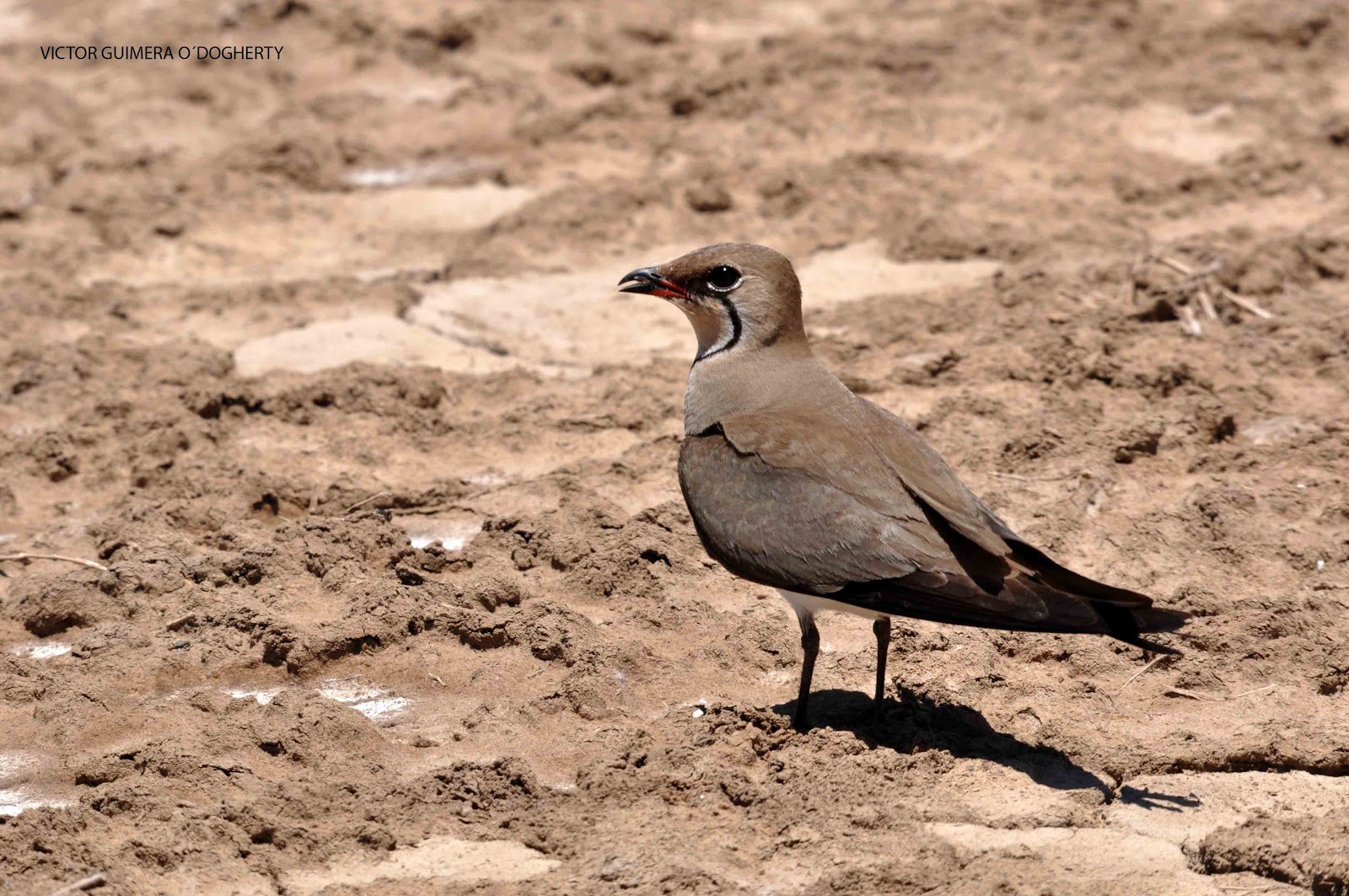Mis imágenes de aves: FOTOS DE LA CANASTERA COMUN