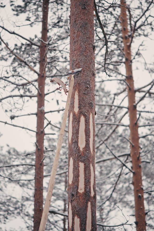 挪威樹皮環切技術 Ringbarking in Norwegian | 樹沃客樹藝