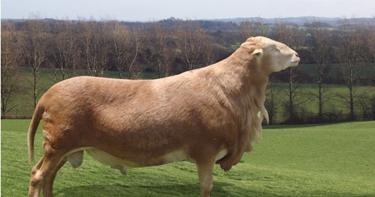 Tipos de Ganado Ovino: Pelibuey