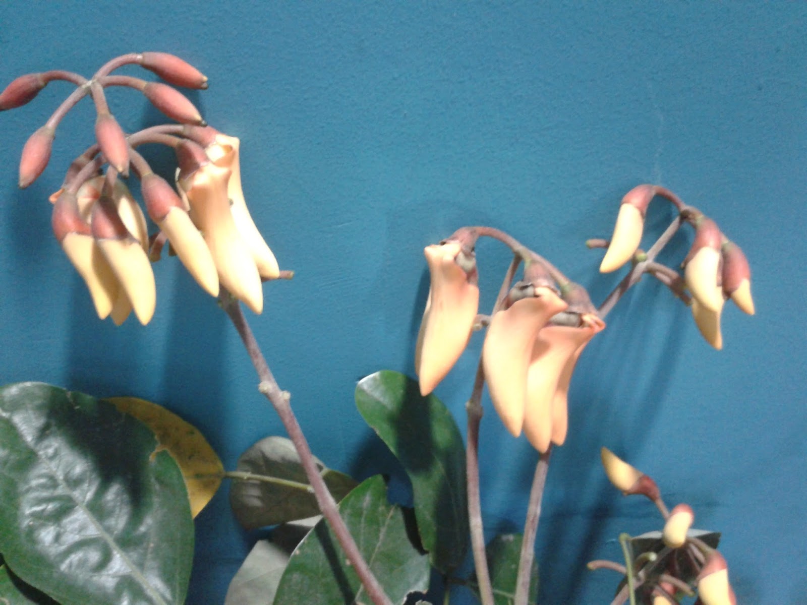 EL MONTUBIO: PALO PRIETO = Erythrina fusca