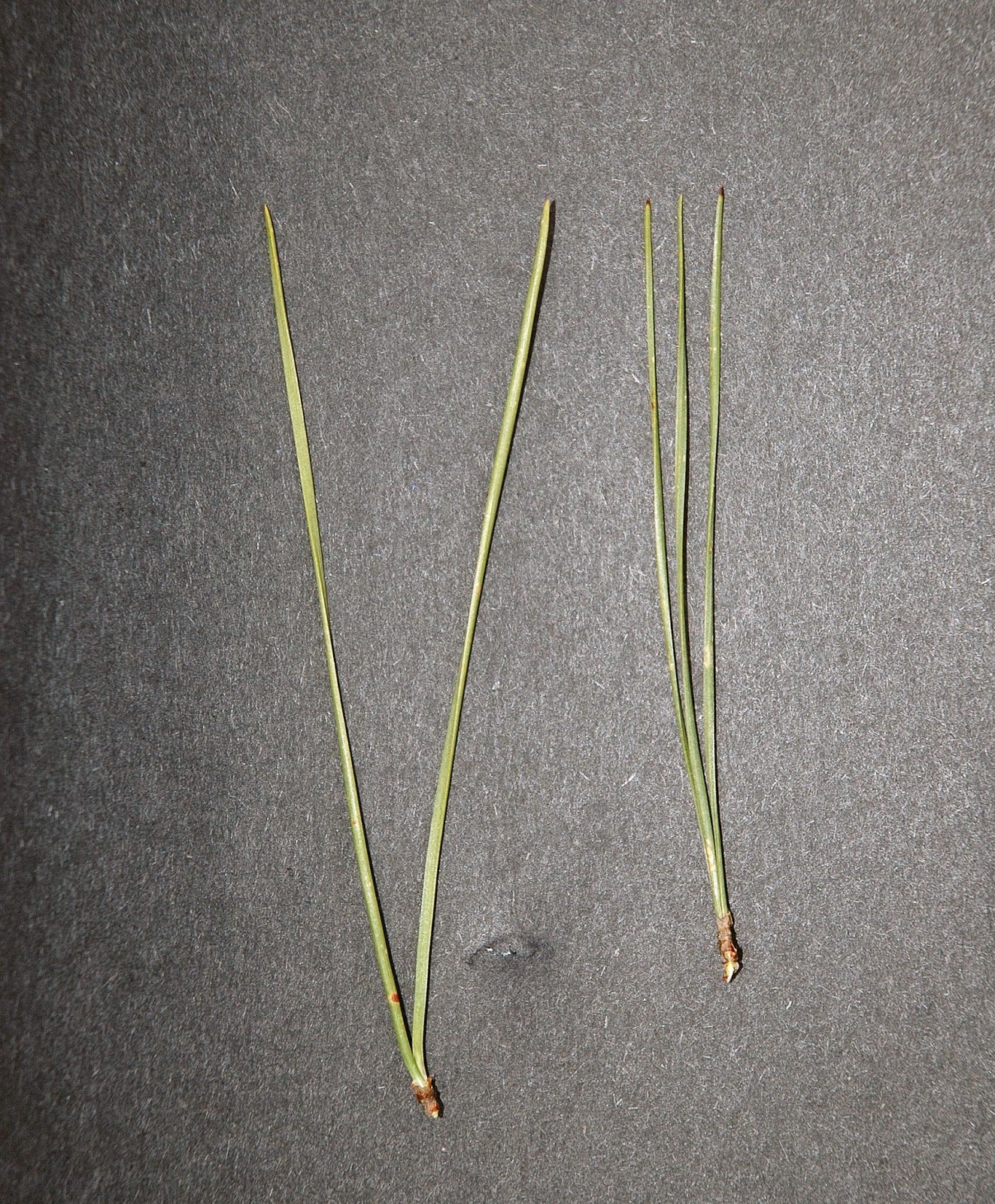 Field Biology in Southeastern Ohio: Pines of Ohio