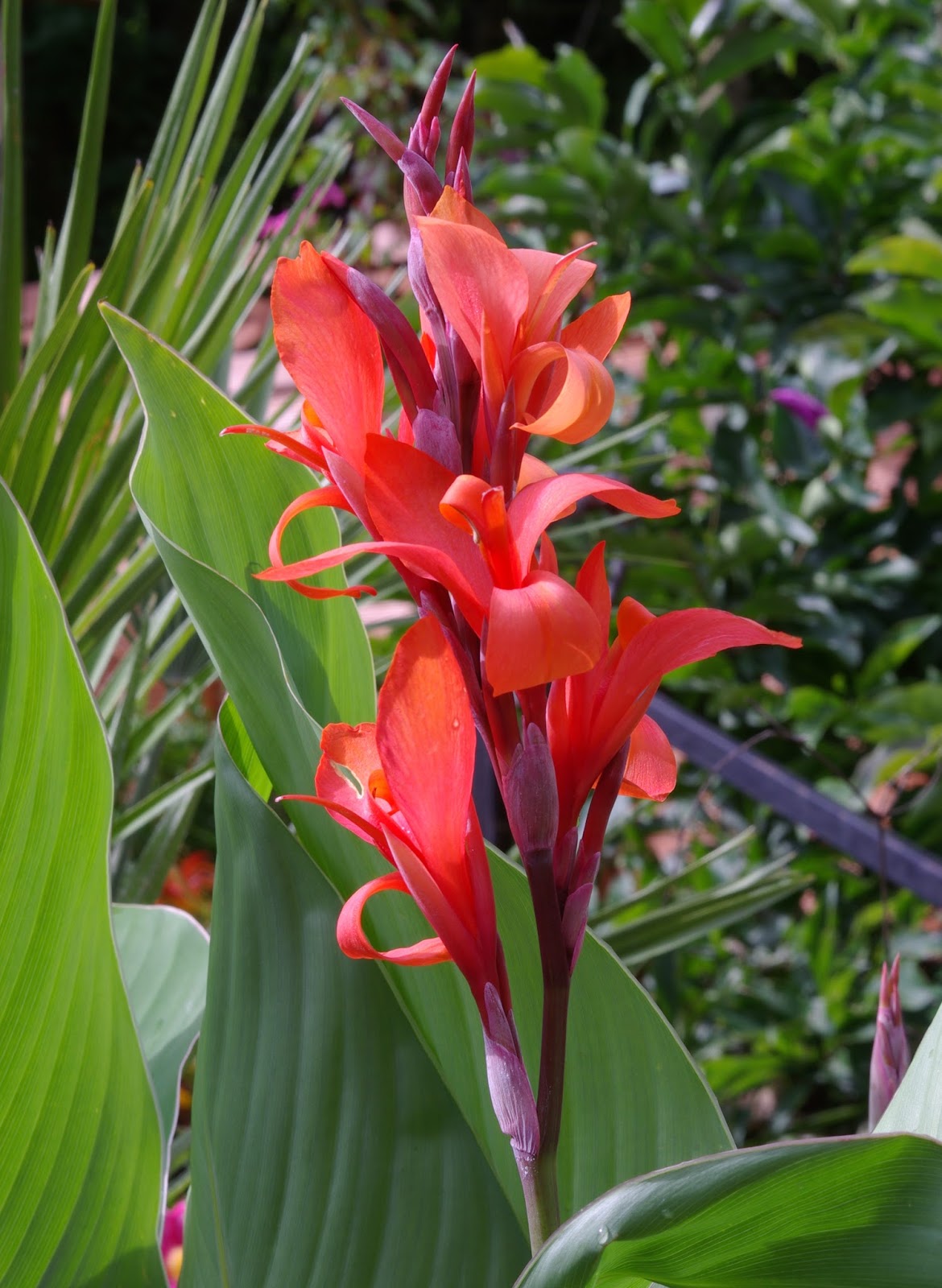 Pokloni mi cvet: Canna indica