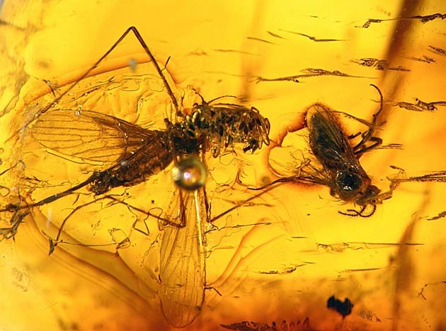 Insects In Amber Fossils ~ Amazing Facts