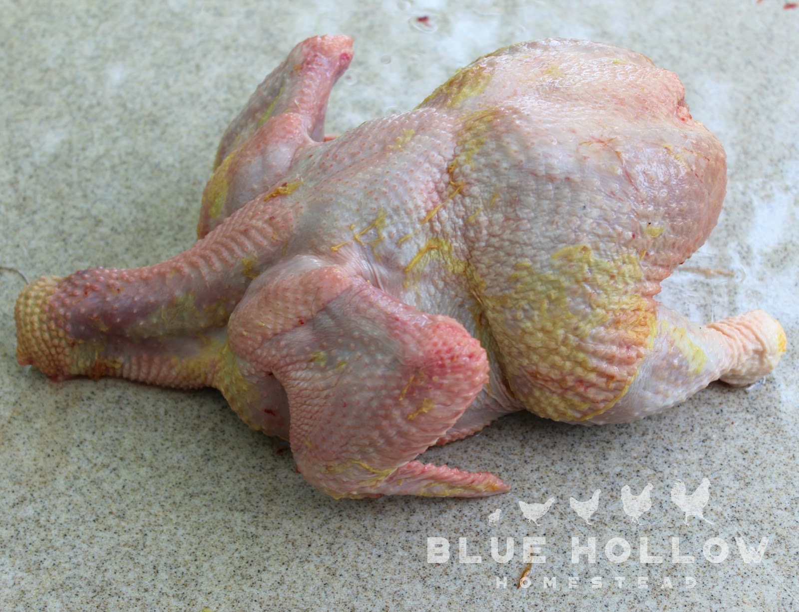 Processing Chicken: Real Life Farm to Table