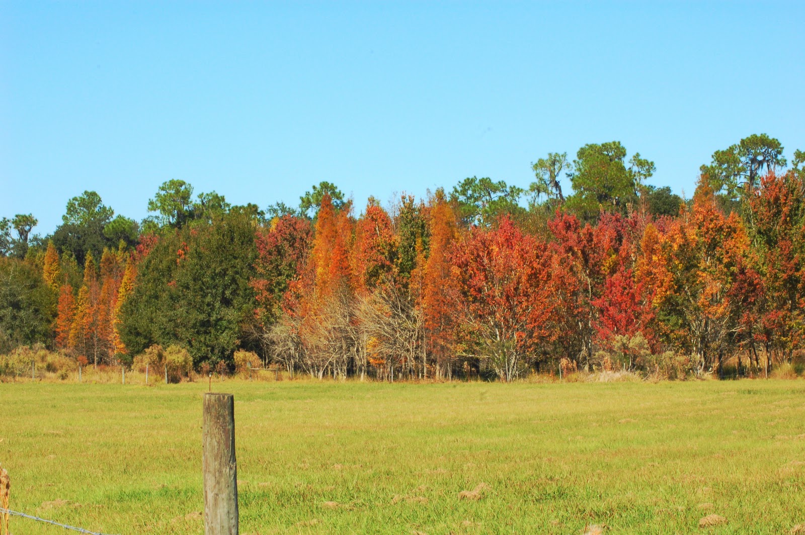 Intriguing Phenomena: Fall Color In Florida and Skunk Ape Season has begun
