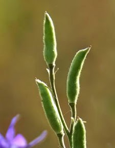 CURIOSIDADES CIENTÍFICAS : Frutos secos dehiscentes (simples)