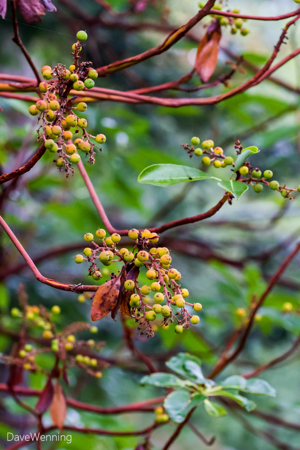Madrona Bearing Fruit