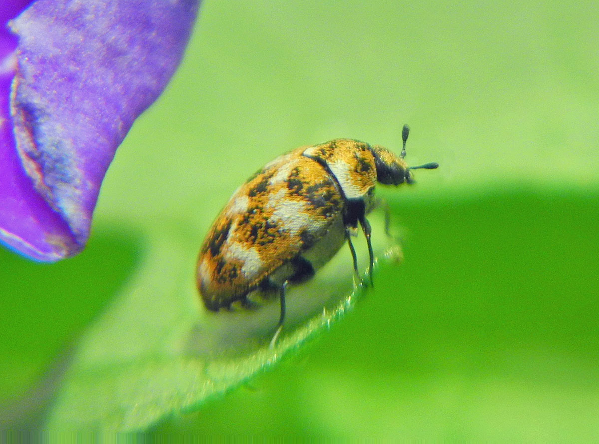 Wanderin' Weeta (With Waterfowl and Weeds): 06/01/2012 - 07/01/2012