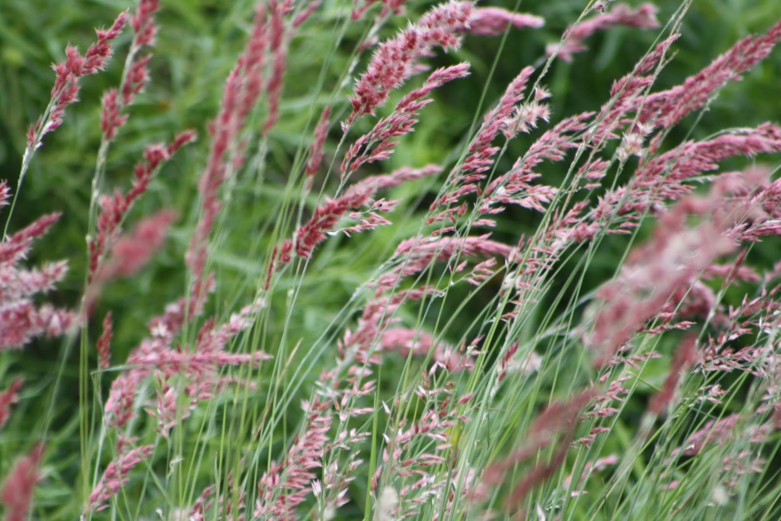 Vivero Growers Garden: Happy GBBD May 2016!