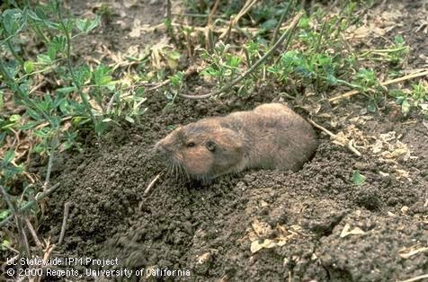 Central Idaho Extension: Gophers in the Garden: Those Mountains in Your ...