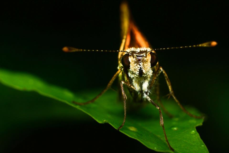 Insects Macro Photography: Tips and Tutorials