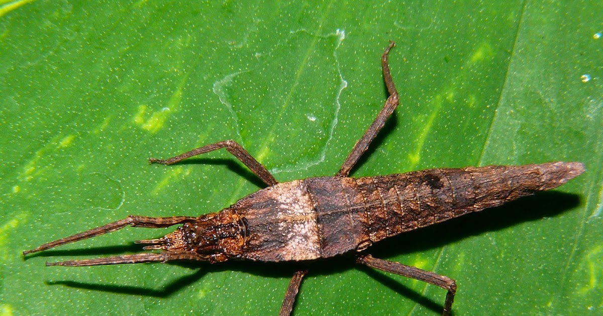 Variety of Life: Pachymorphinae