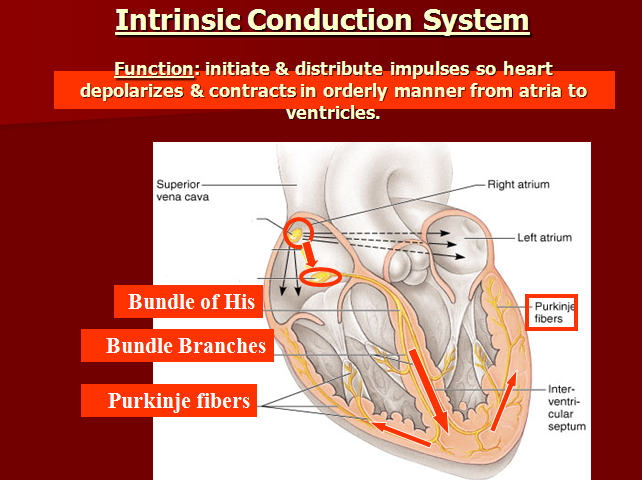Electrocardiogram | Geoffrey E. Reed life