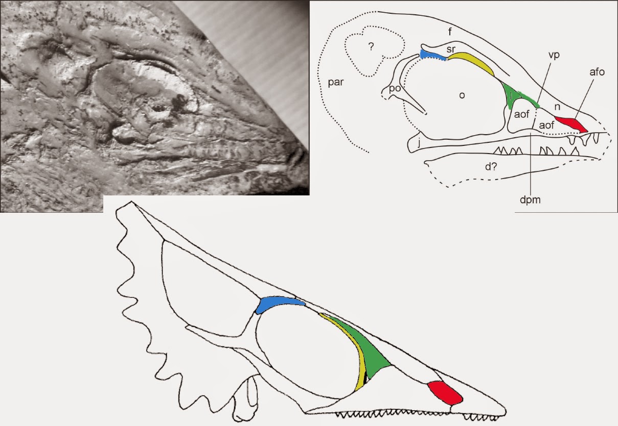 The Theropod Database Blog: BANDit cladogram evaluated - James and ...
