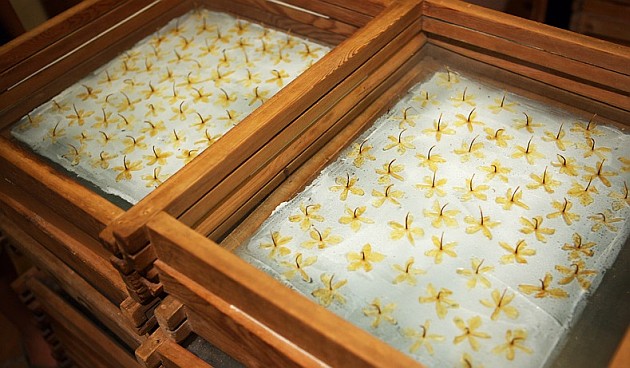 Enfleurage, czyli wiedza wyłącznie dla koneserów sztuki perfumeryjnej...