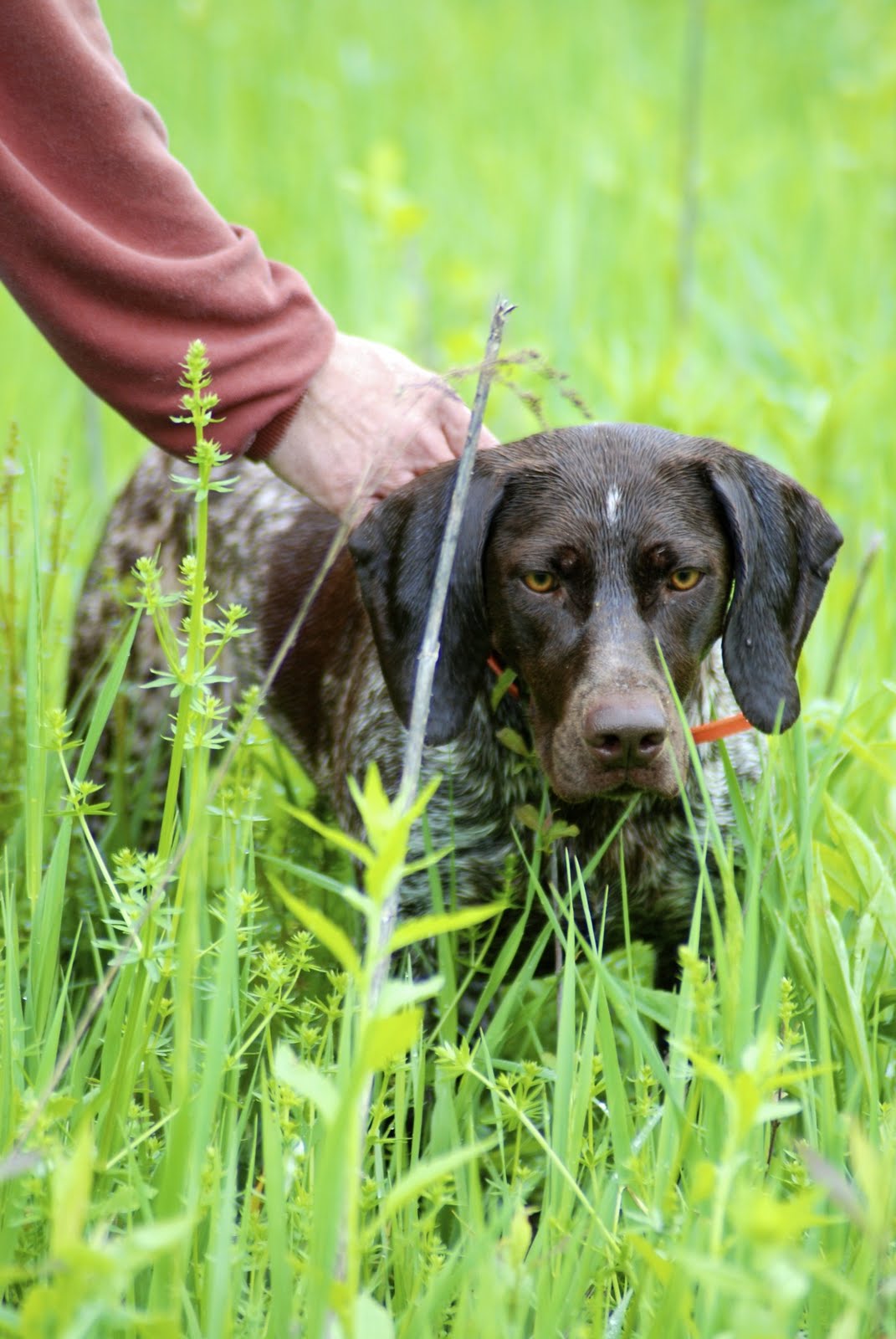 Adventures of a GSP Hunting Dog: Preparing for the AKC Senior Hunt Test ...