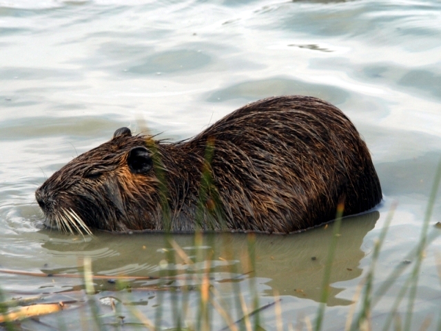 Animales en el Planeta: El castor europeo (Castor fiber)