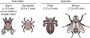 Parasitos Animales: Parásitos Internos y Externos