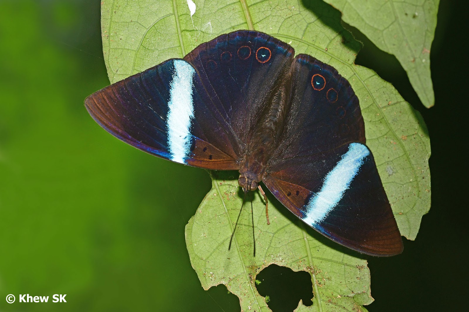 Butterflies of Singapore: Mahua 2020 - Part 1