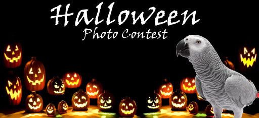 MOMMY BLOG EXPERT: Halloween Pumpkin & Costume Contests - Lots of Great ...