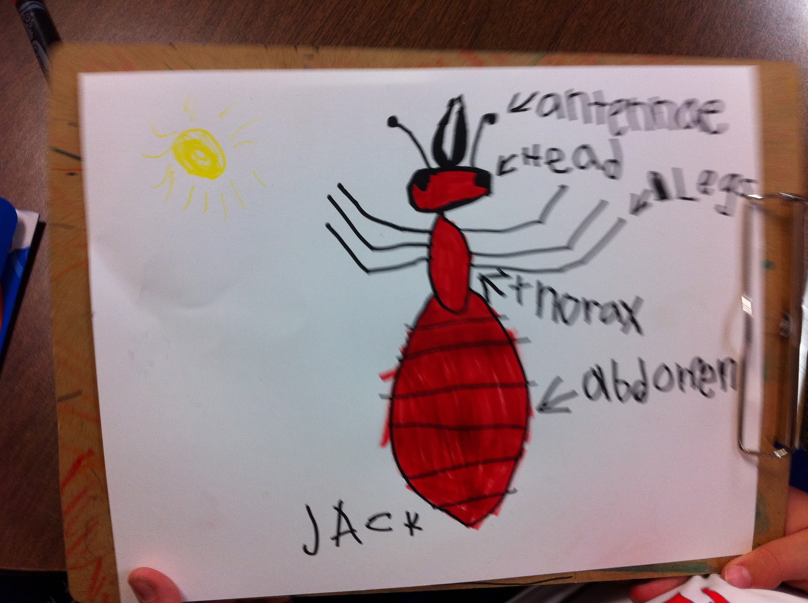 Drawing and Labeling an Insect - Fairy Dust Teaching