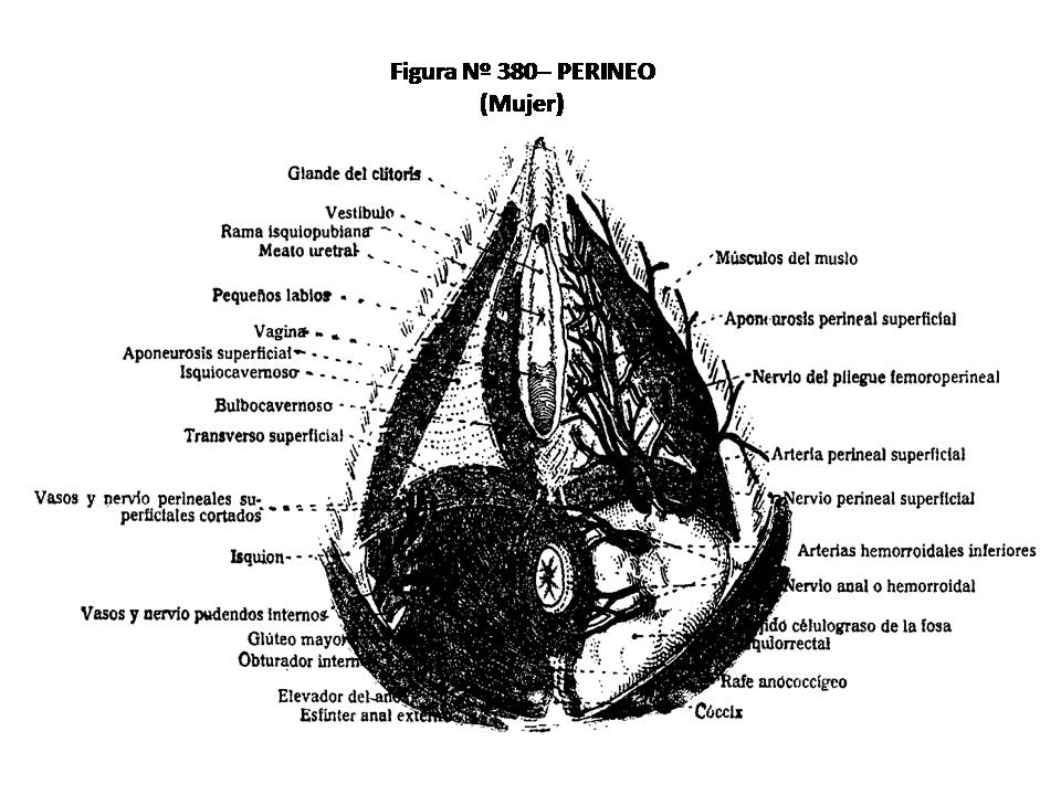 ATLAS DE ANATOMÍA HUMANA: 380. PERINEO (MUJER