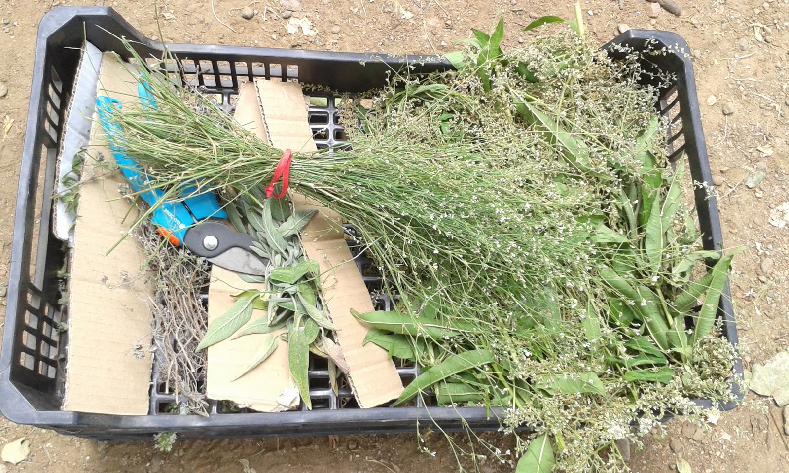 VolcânicA: Tast i vermut de RATAFIA VOLCÀNICA a la Caminada del Volcà ...