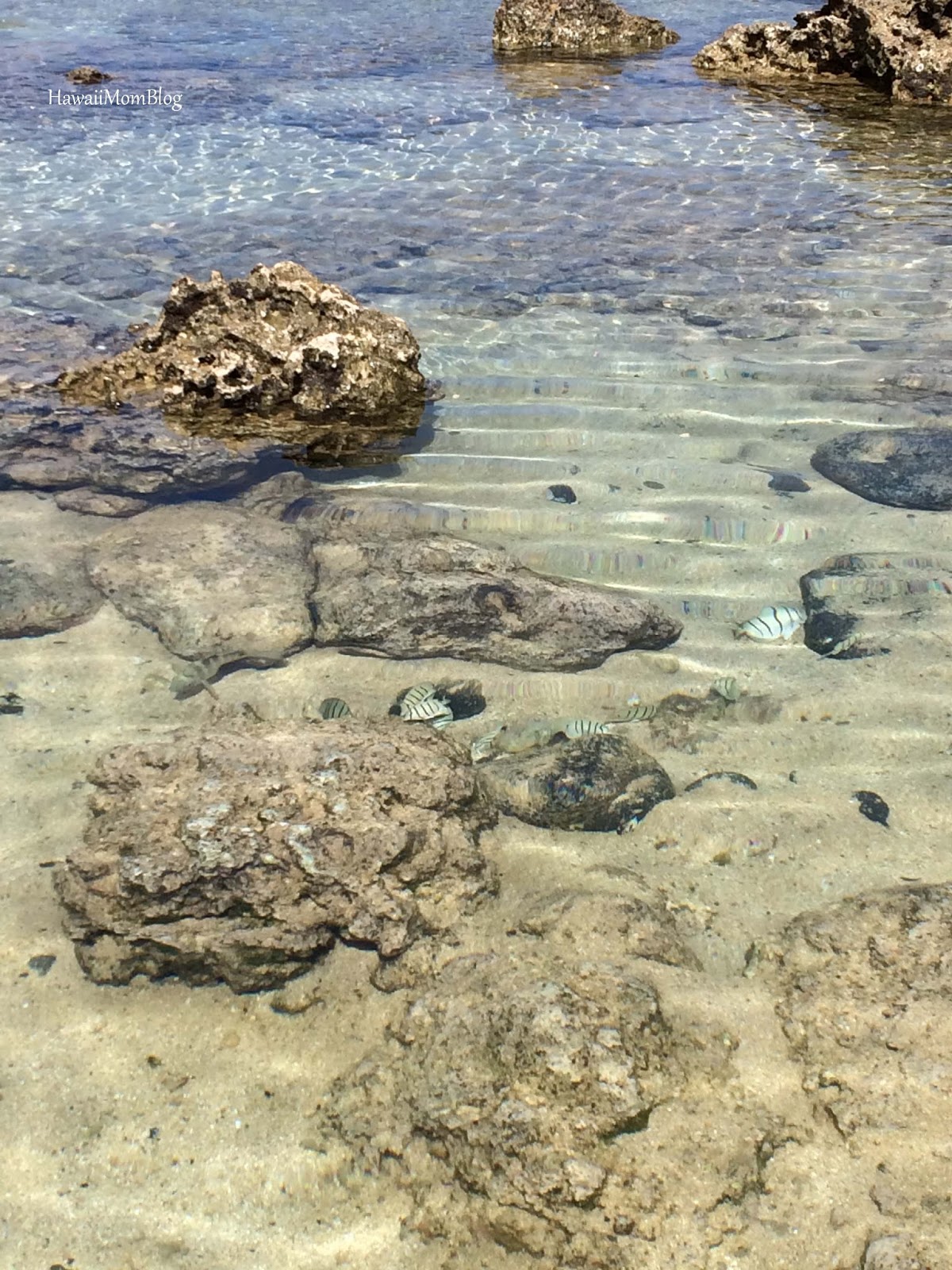 Hawaii Mom Blog: Pupukea Tide Pools