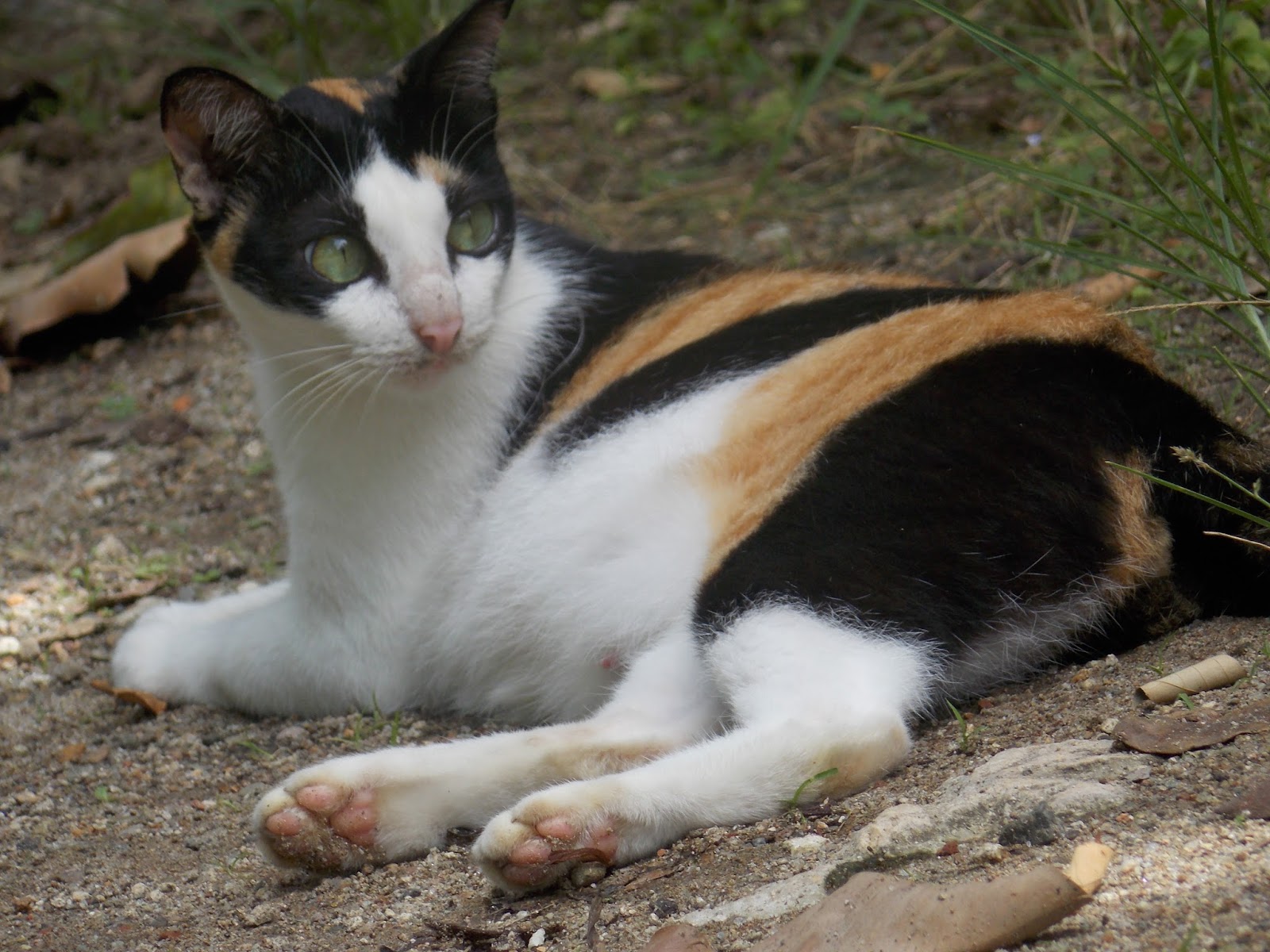 Foto Kucing Tiga Warna Lucu