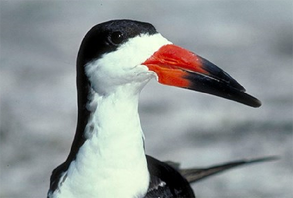 Bellas Aves de El Salvador: Rynchops niger (rayador americano)