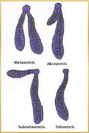 BIOLOGI ASIK: KROMOSOM